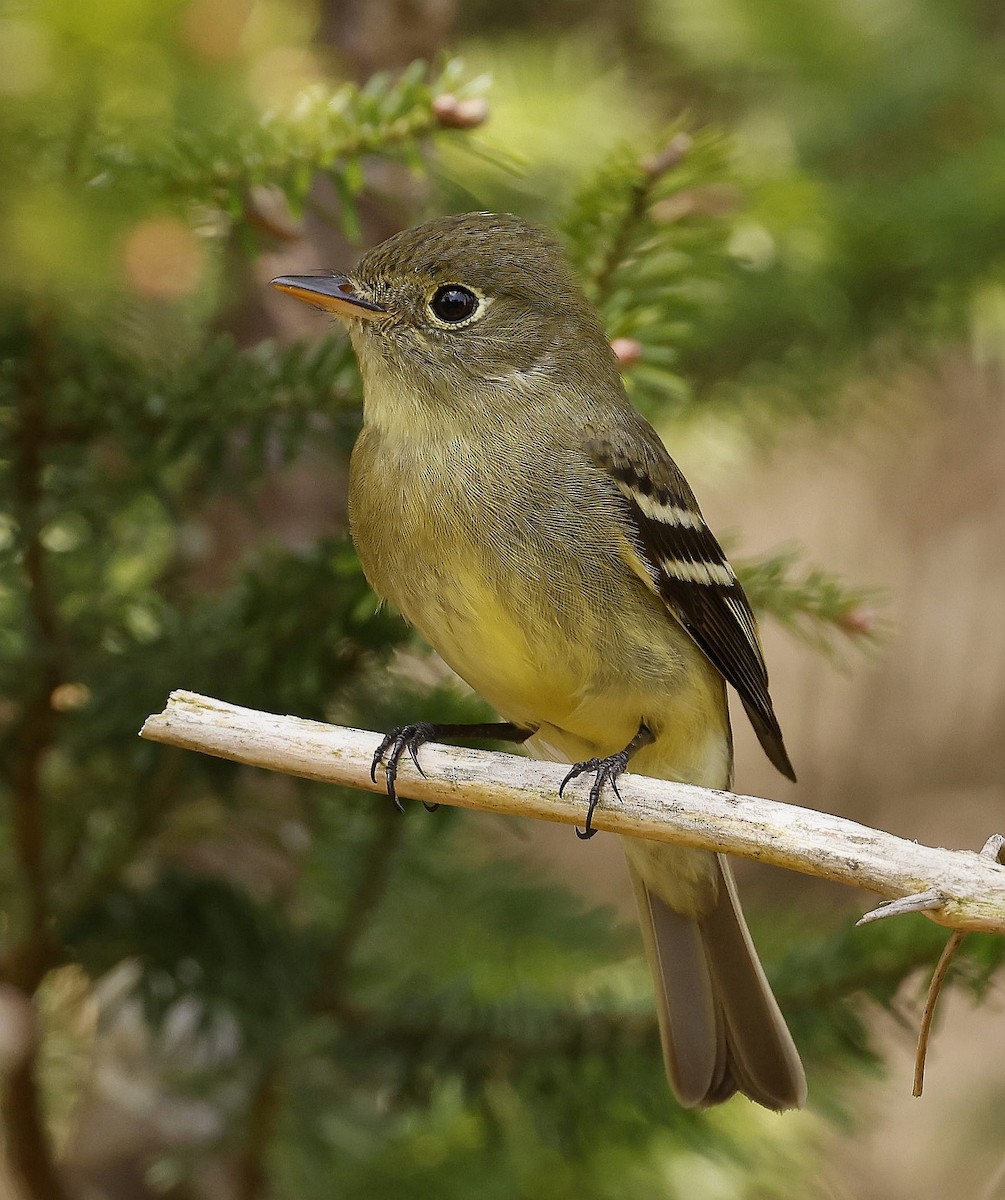 eBird Checklist - 30 May 2024 - Goulds--Cochrane Pond Rd-- Route 3 to ...
