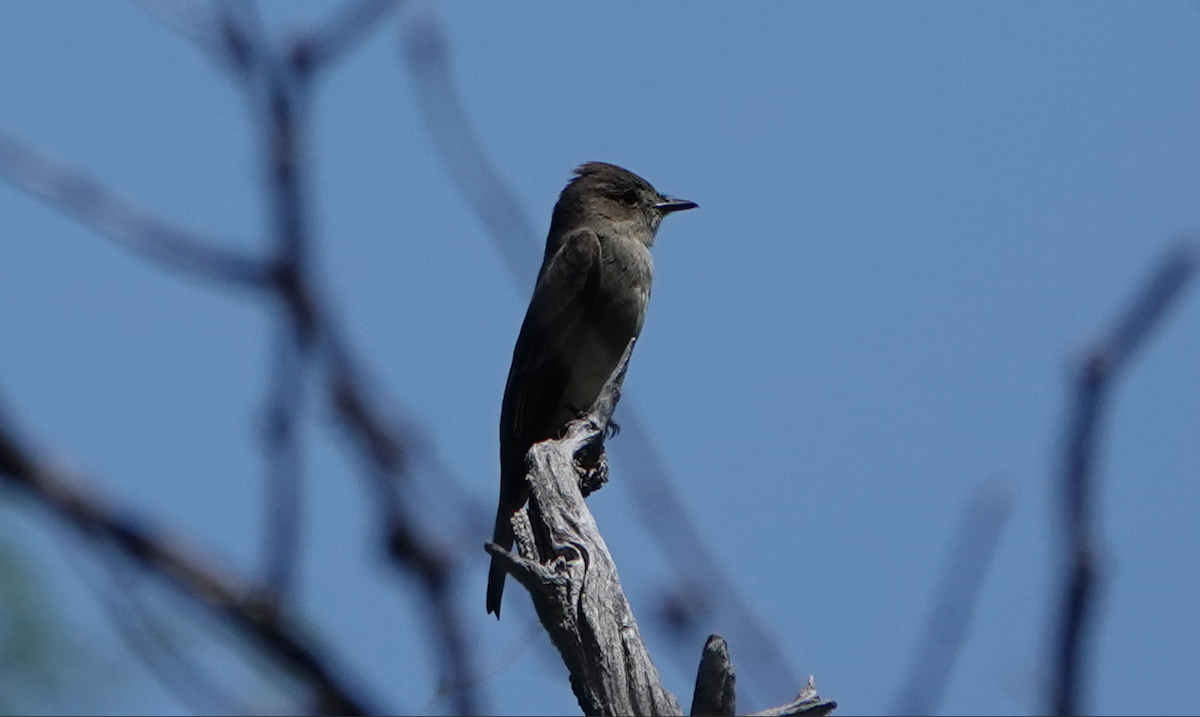 eBird Checklist - 26 May 2024 - Madera Canyon--Proctor Rd. - 35 species