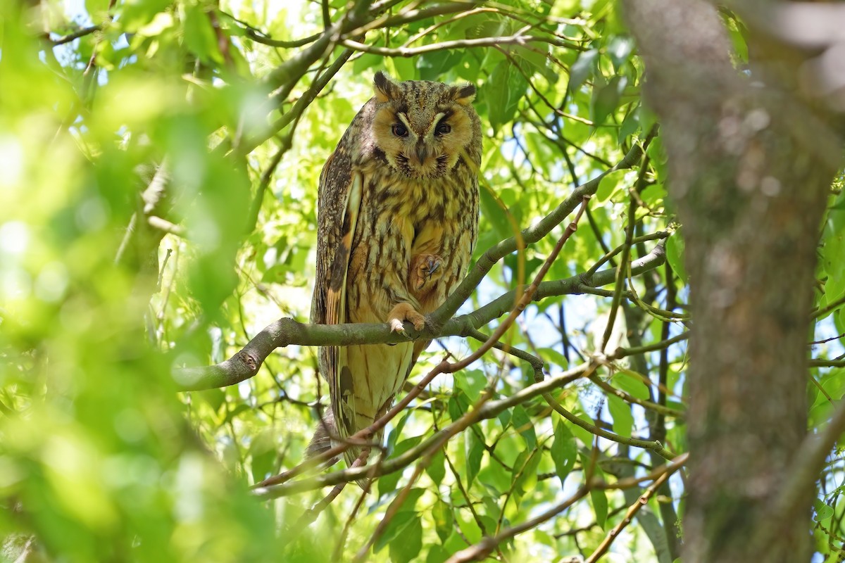 ML619833047 - Long-eared Owl - Macaulay Library