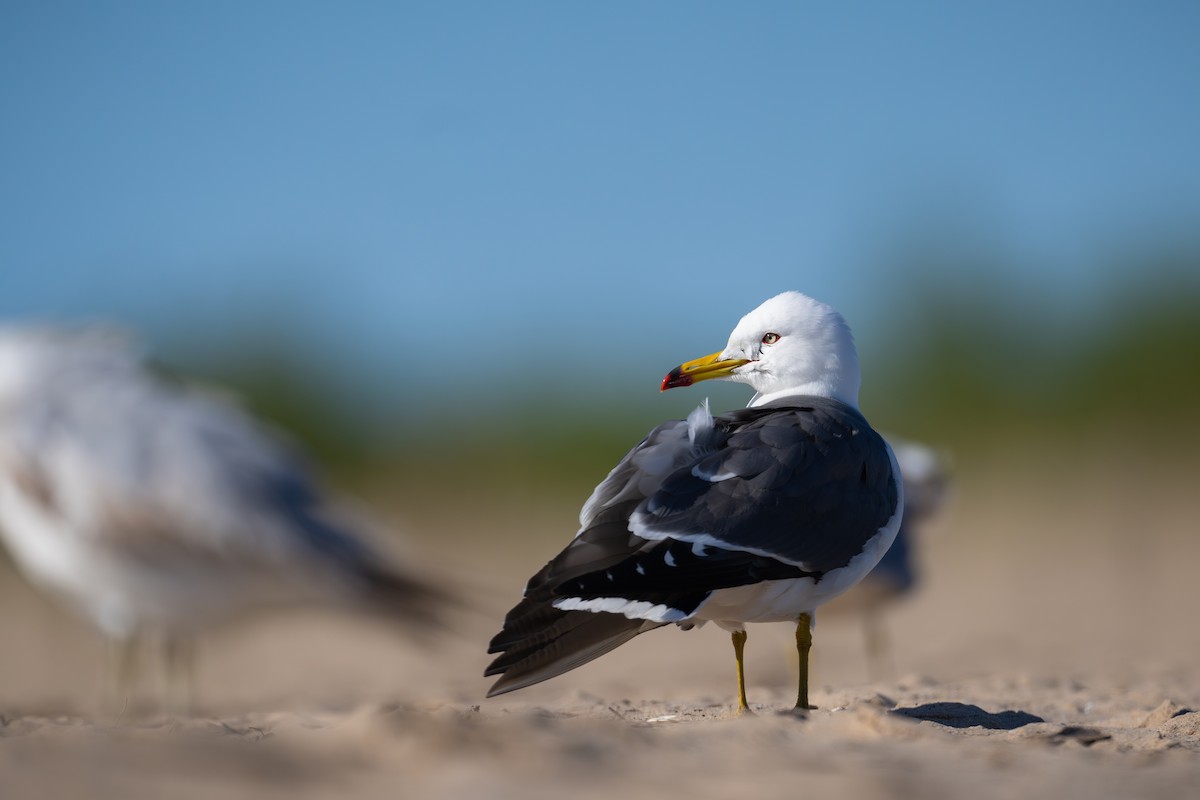 Black-tailed Gull - Larus crassirostris - Media Search - Macaulay Library and eBird