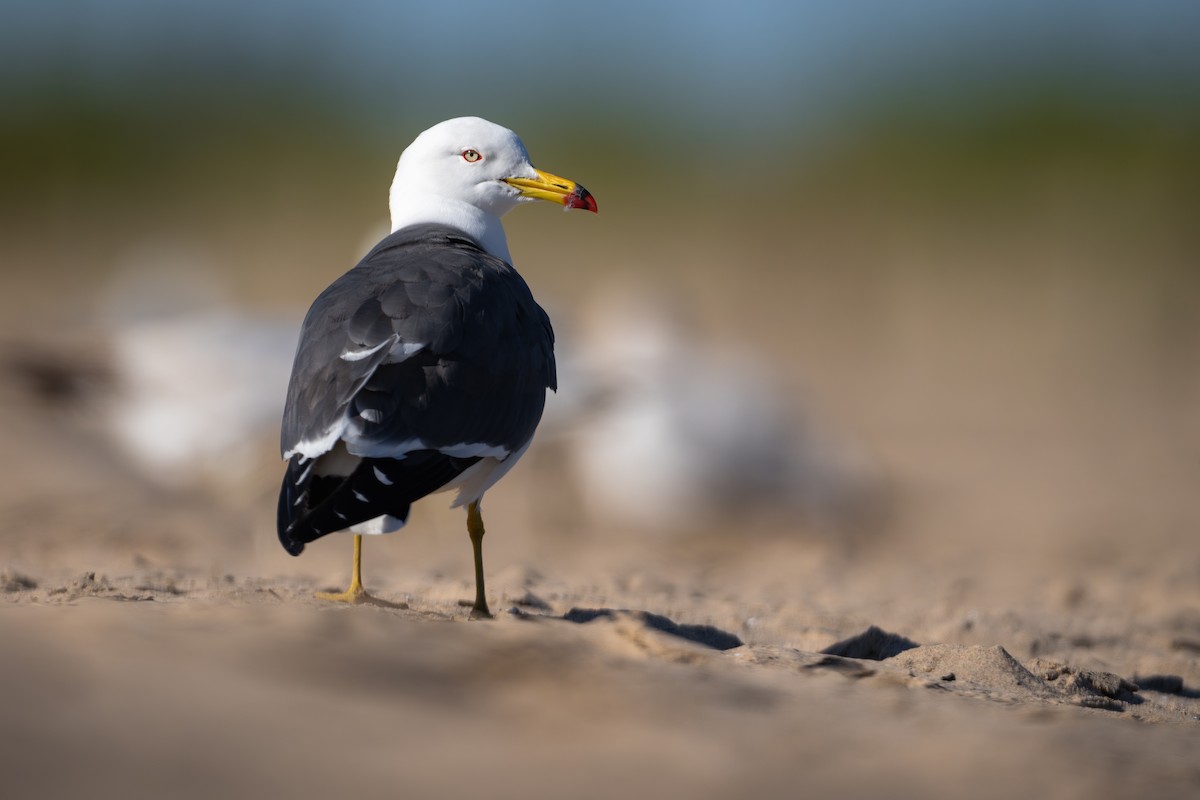 Black-tailed Gull - Larus crassirostris - Media Search - Macaulay Library and eBird