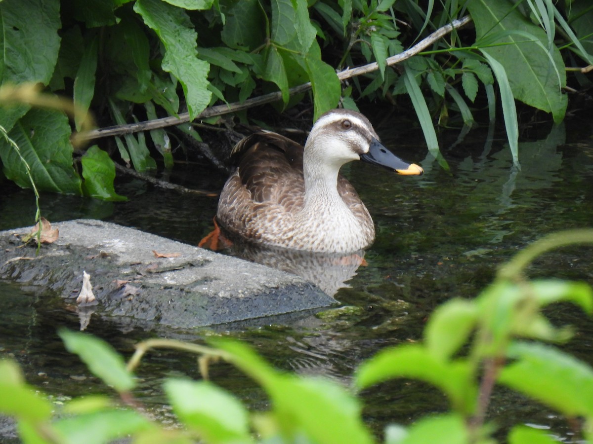 eBird Checklist - 30 May 2024 - 八王子市--浅川--八高線と中央本線の間 (Hachioji--Asa ...
