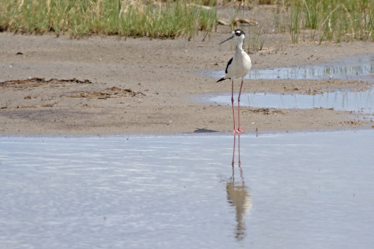 ML619857037 - Black-necked Stilt - Macaulay Library