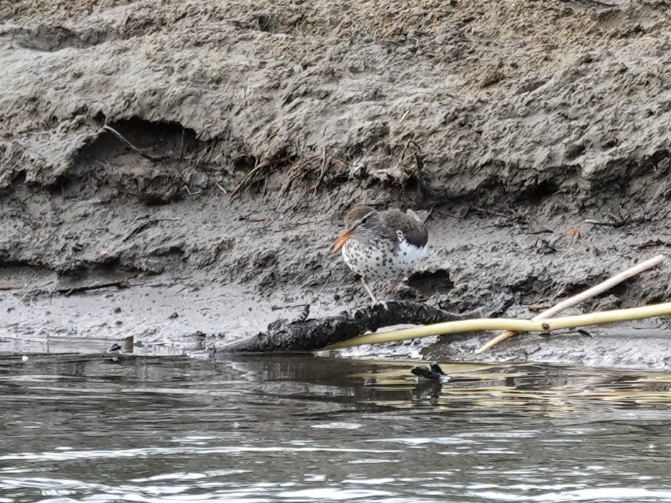 ML619868764 - Spotted Sandpiper - Macaulay Library