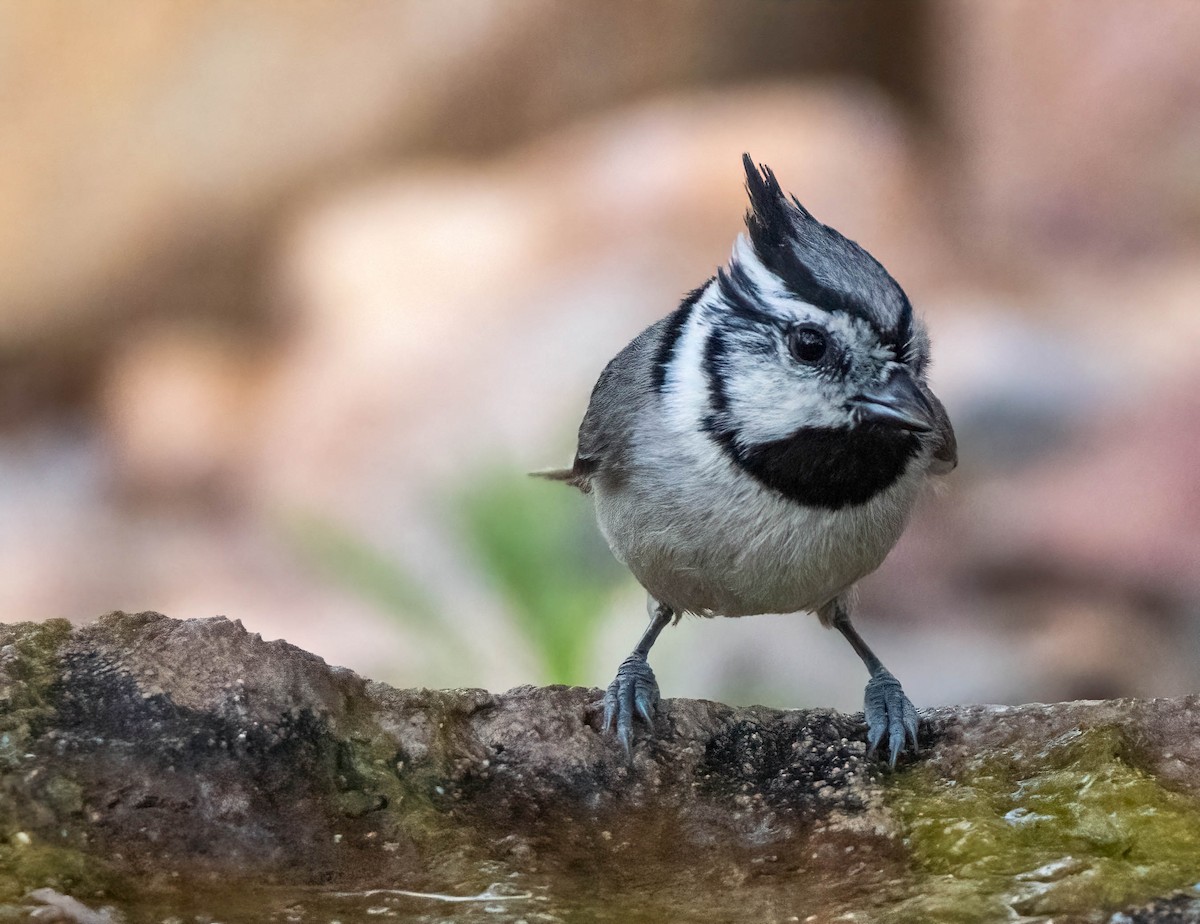 ML619869390 - Bridled Titmouse - Macaulay Library