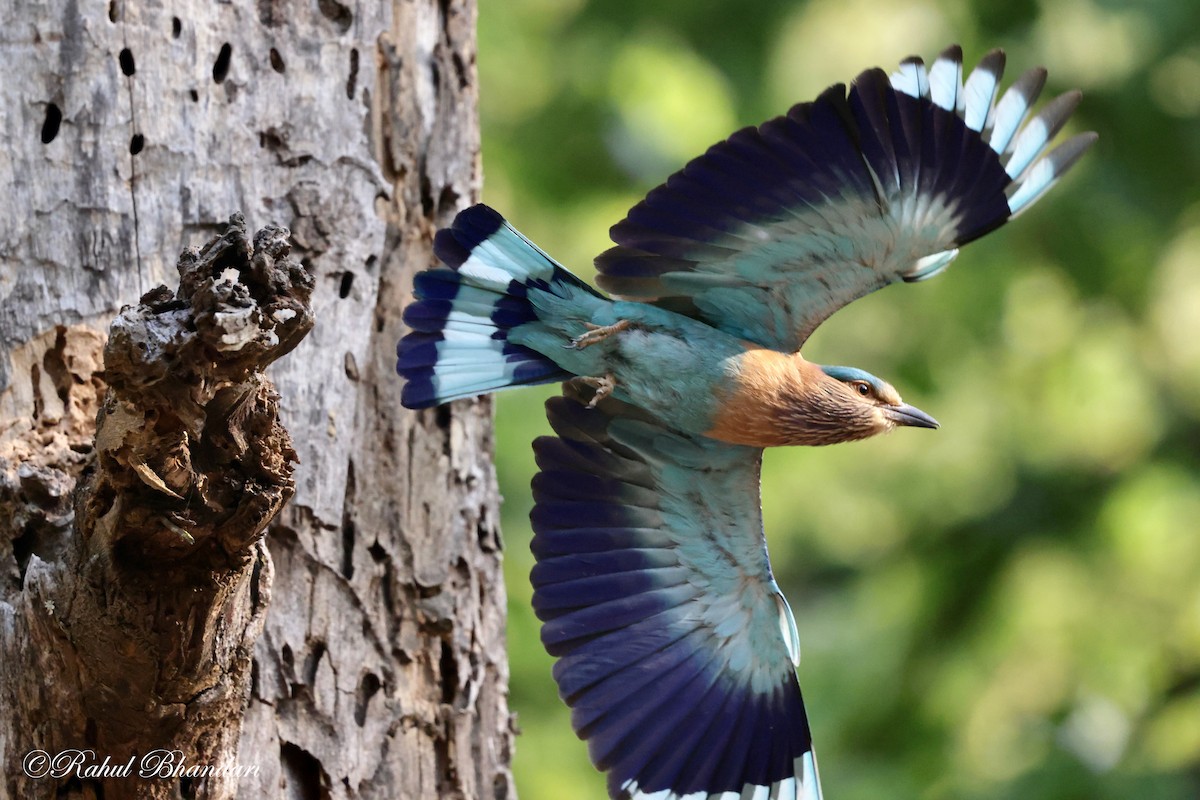 ML619876289 - Indian Roller - Macaulay Library