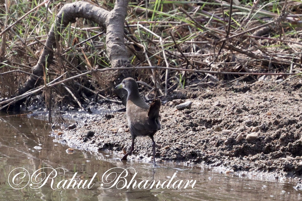 eBird Checklist - 8 May 2024 - Mocha - 14 species