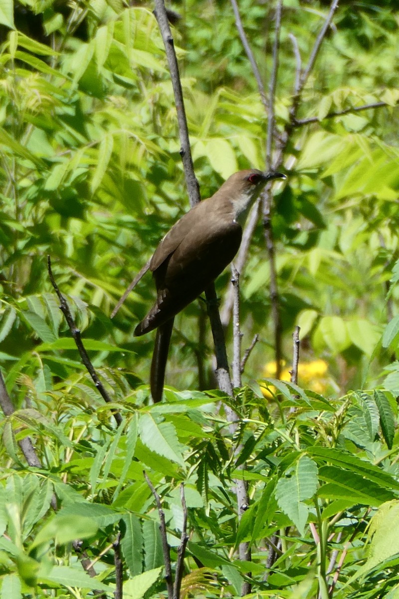 eBird Checklist - 31 May 2024 - Spring Green Preserve--East - 44 species