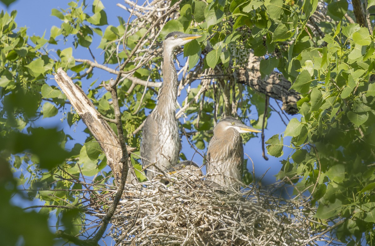 Pennsylvania Bird Atlas Checklist - 1 Jun 2024 - Chester Valley Trail ...