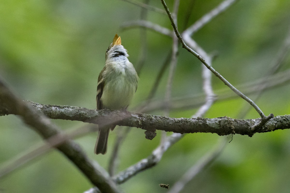 ML619890309 - Acadian Flycatcher - Macaulay Library