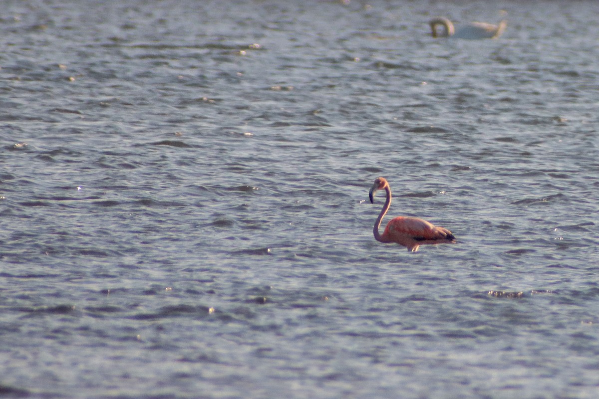 eBird Checklist - 1 Jun 2024 - Georgica Pond, East Hampton - 25 species