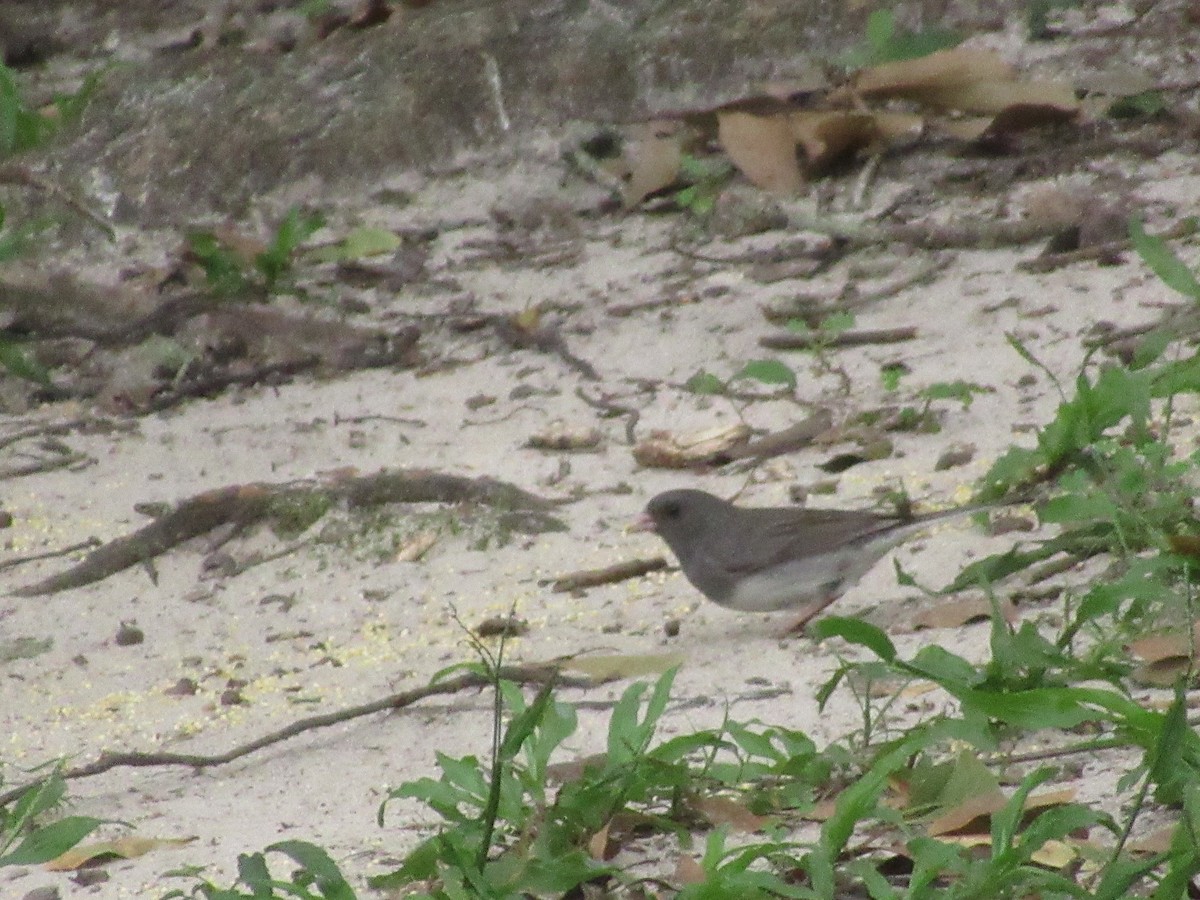 eBird Checklist - 1 Jun 2024 - Payton Rd. - yard - 33 species