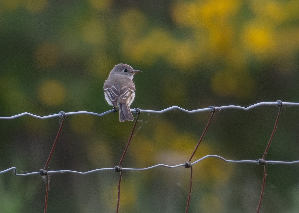 eBird Checklist - 31 May 2024 - Morse Wildlife Preserve - 0 species (+1 other taxa)