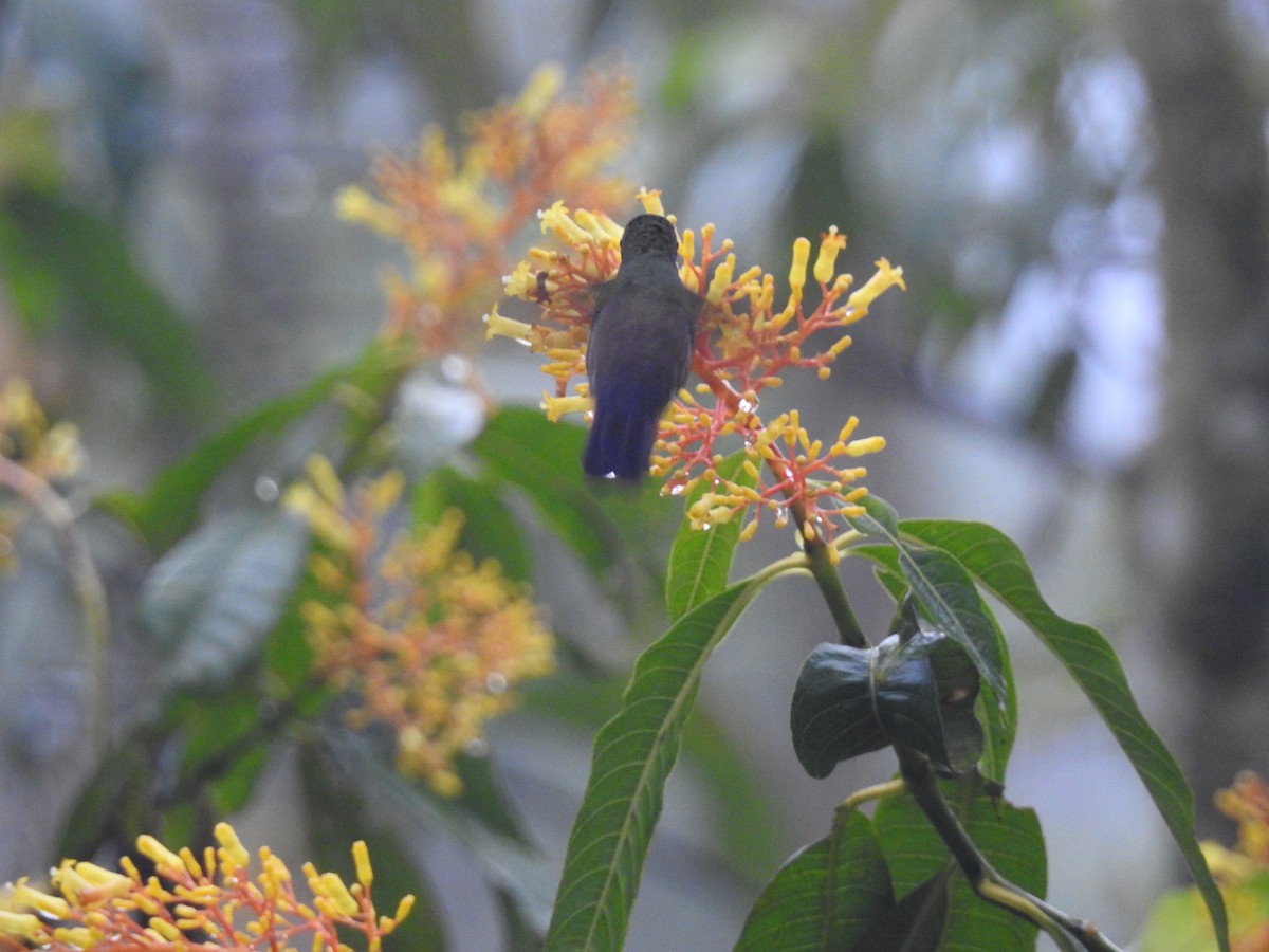 eBird Checklist - 1 Jun 2024 - Finca Rubel Chaim (acceso restringido ...