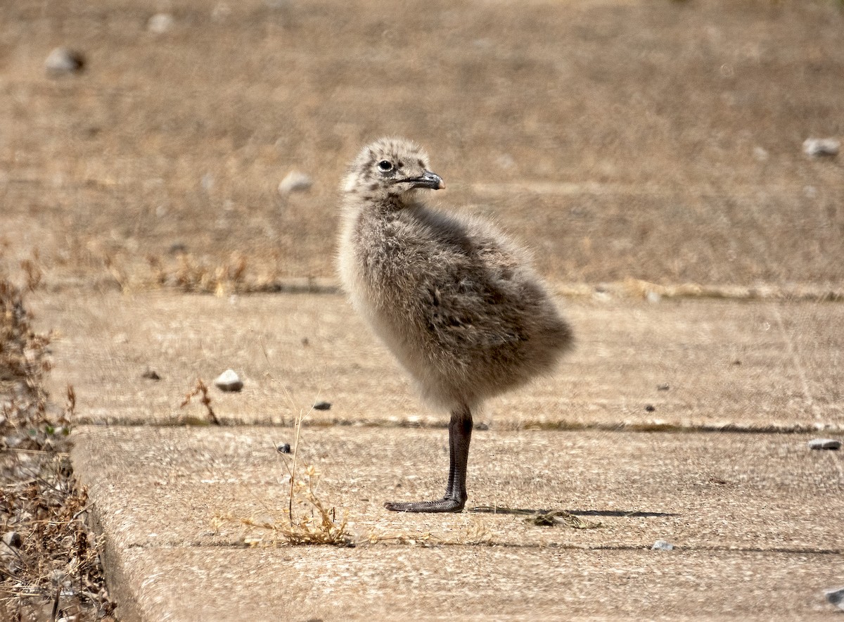 Pennsylvania Bird Atlas Checklist - 1 Jun 2024 - Ring-billed Gull ...