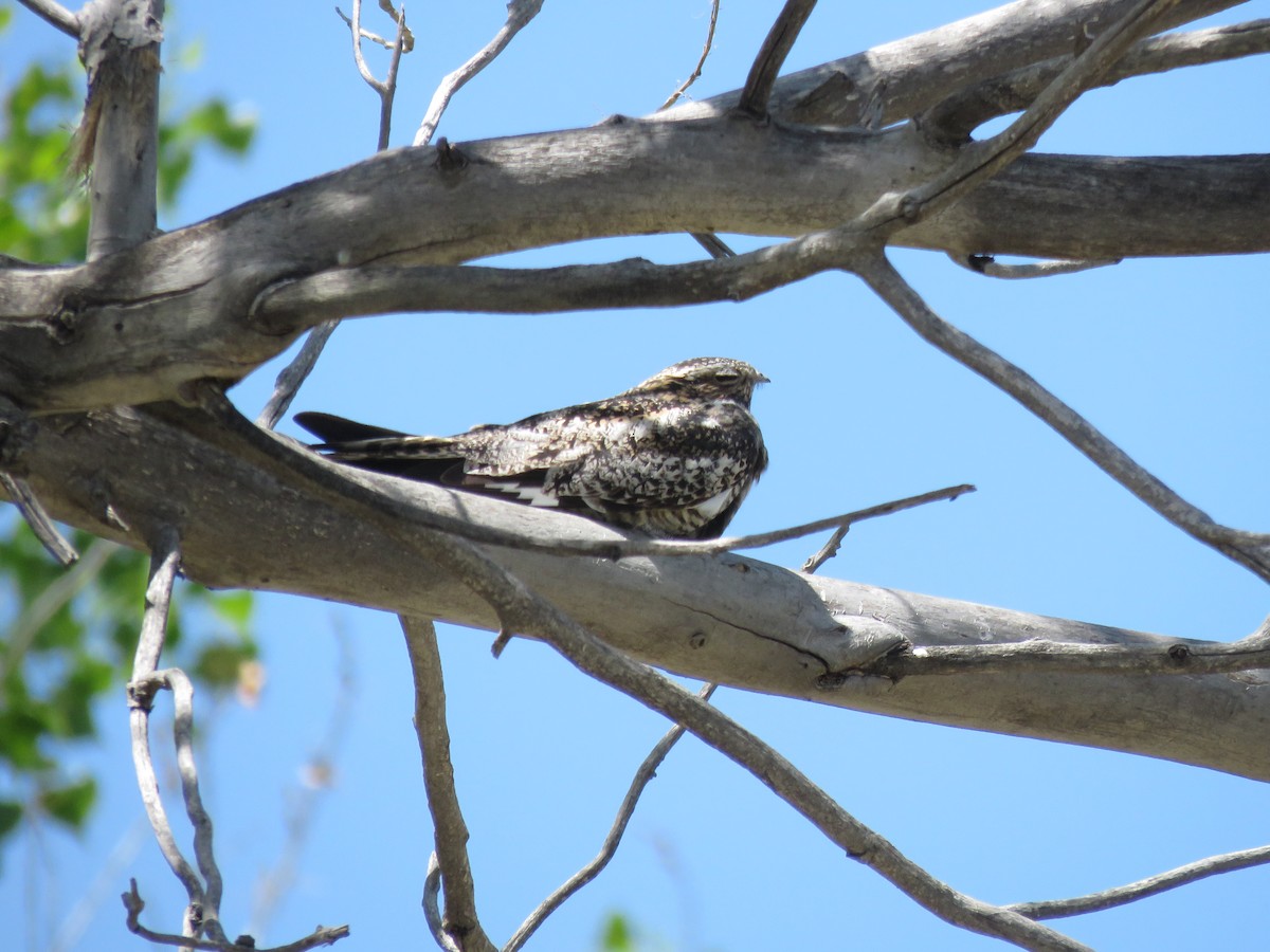 eBird Checklist - 28 May 2024 - Ramah SWA - 25 species