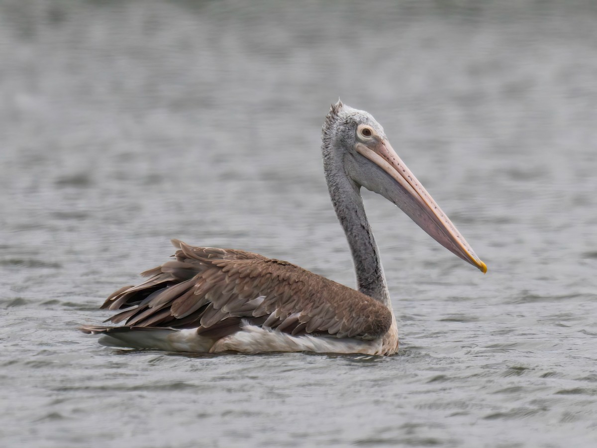 ML619923144 - Spot-billed Pelican - Macaulay Library