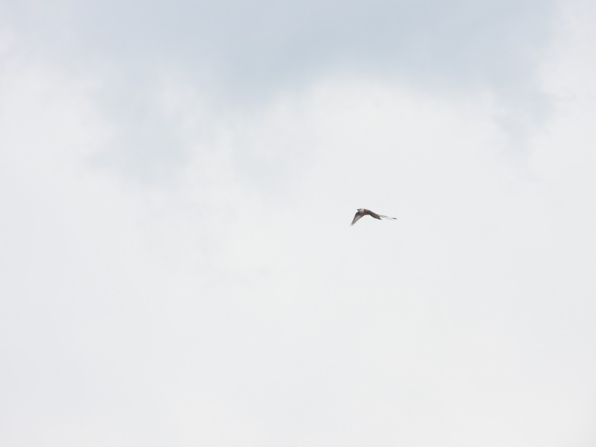 eBird Checklist - 2 Jun 2024 - Wichita Mtns Wildlife Refuge--Elk ...