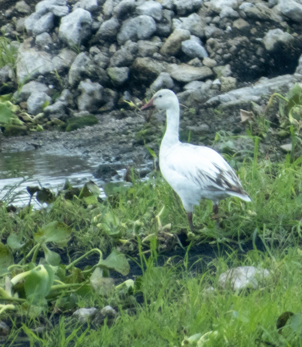 ML619954416 - Snow Goose - Macaulay Library