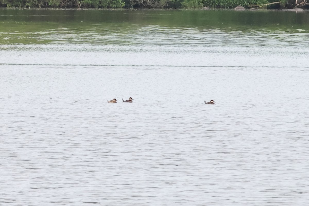 eBird Checklist - 2 Jun 2024 - Hibernia County Park - 38 species