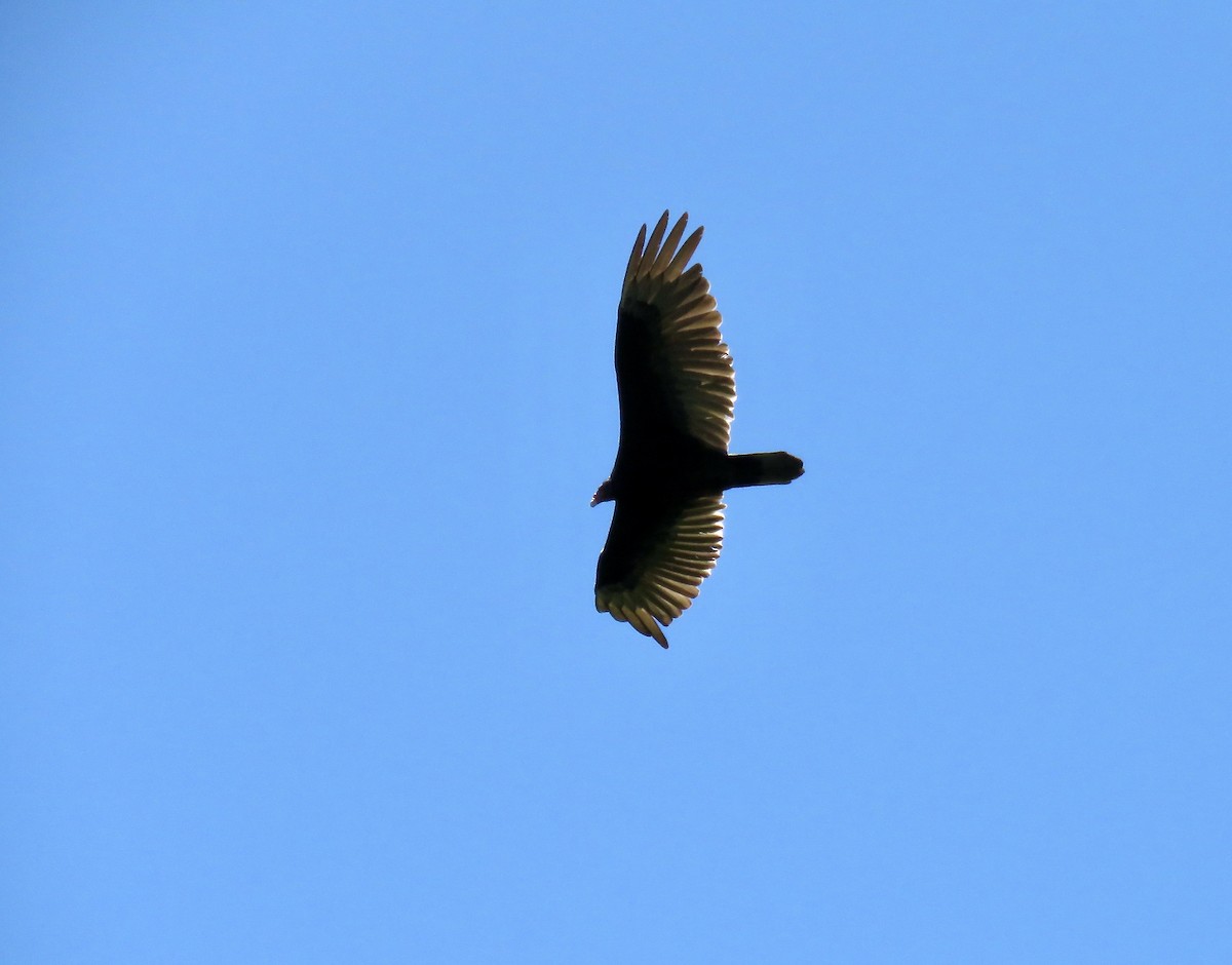 eBird Checklist - 2 Jun 2024 - Lafayette Community Park (CC Co.) - 31 ...