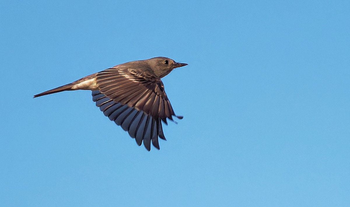 eBird Checklist - 17 May 2024 - Butterbredt Spring - 52 species (+6 ...