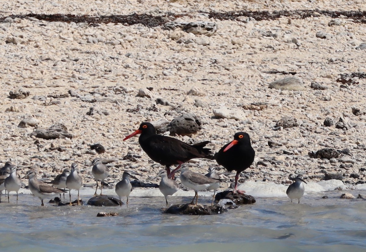 eBird Checklist - 12 May 2024 - West Island (Lacepede Islands Nature ...