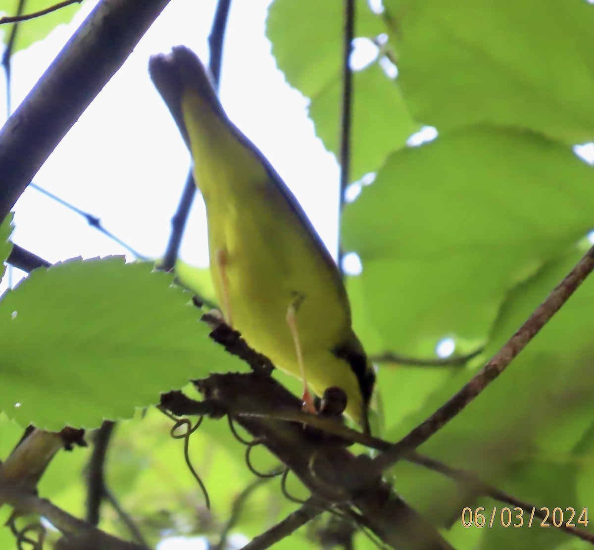 eBird Checklist - 3 Jun 2024 - Wildcat Ridge WMA - 11 species