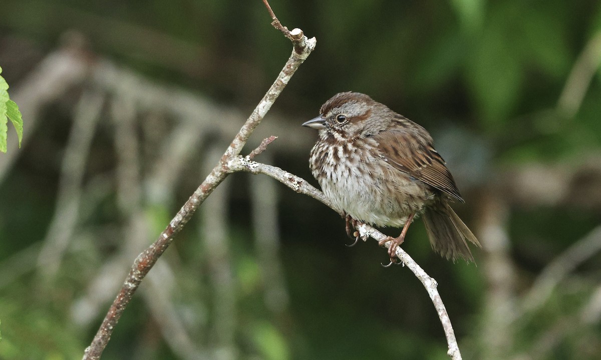 ML619991163 - Song Sparrow - Macaulay Library