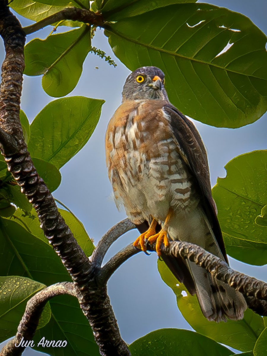 ML620009584 - Accipitrine hawk sp. (former Accipiter sp.) - Macaulay ...