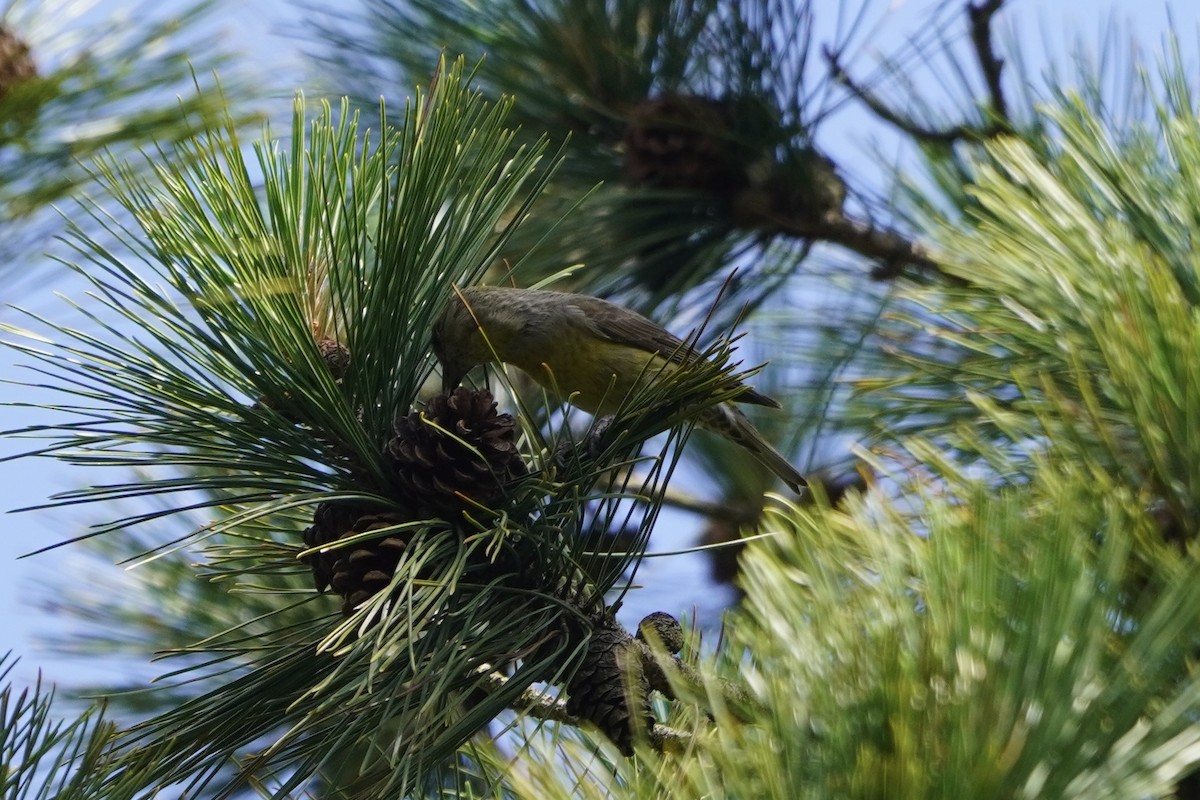 eBird Checklist - 3 Jun 2024 - Indian Hollow Reservation--Royal Oaks ...