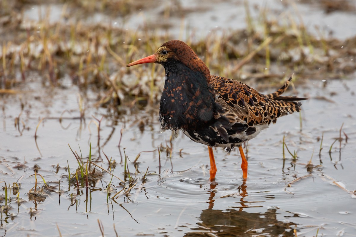 eBird Checklist - 3 Jun 2024 - Ruff #2 (Buds Below Zero) - 1 species