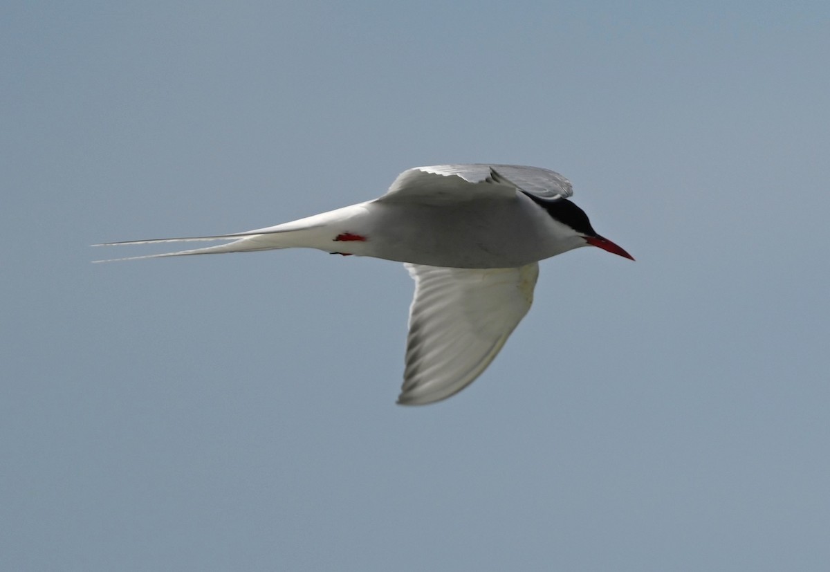 eBird Checklist - 3 Jun 2024 - Fort Macon SP - 37 species