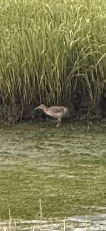 eBird Checklist - 4 Jun 2024 - Parker River NWR - 41 species