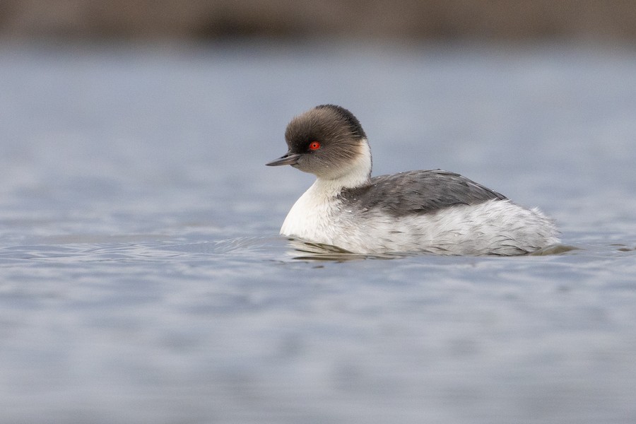 Blanquillo (occipitalis) - eBird
