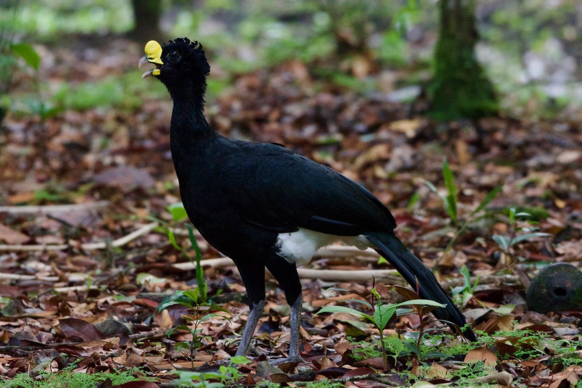 eBird Checklist - 4 Jun 2024 - Arenal Observatory Lodge - 39 species ...