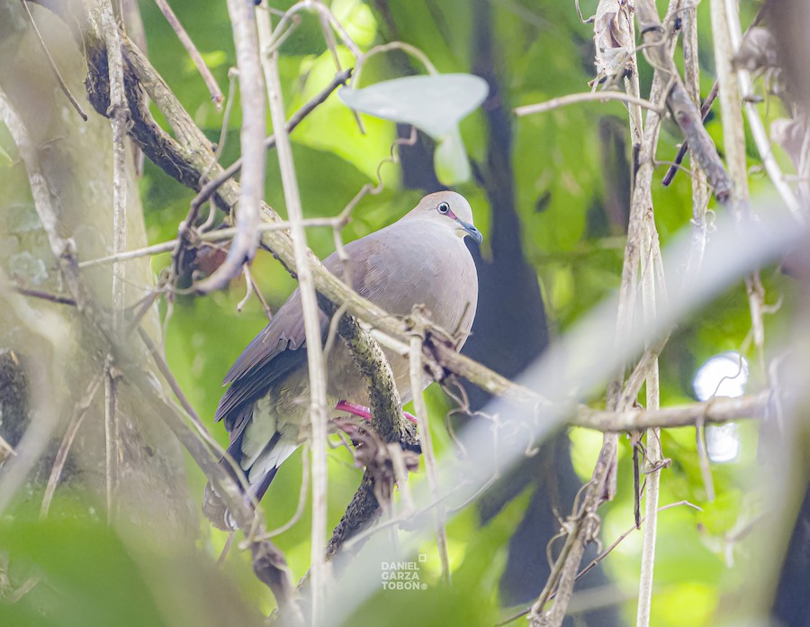 Gray-chested Dove (cerviniventris) - eBird