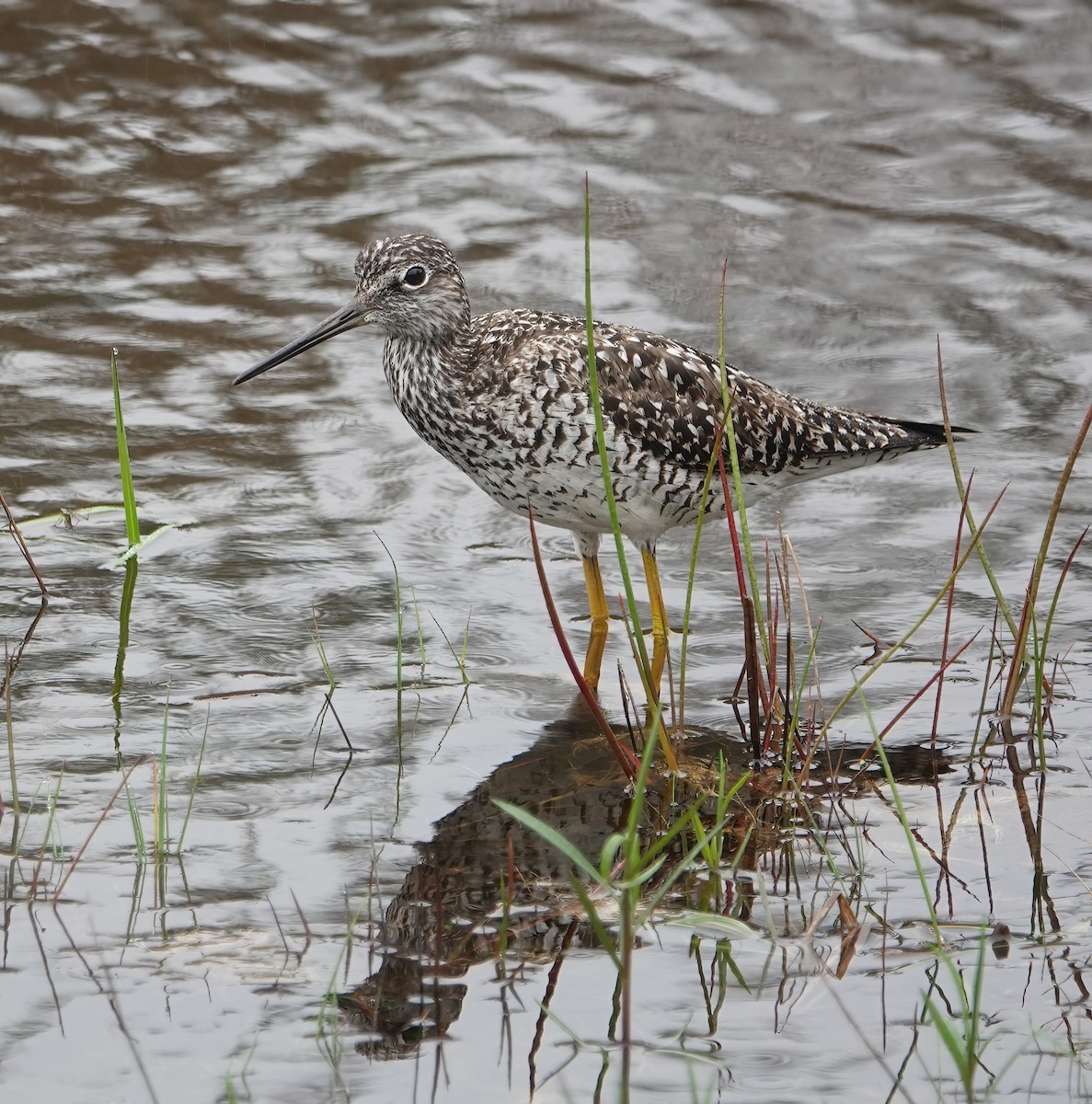 eBird Checklist - 5 Jun 2024 - NL--Salmonier Nature Park - 26 species