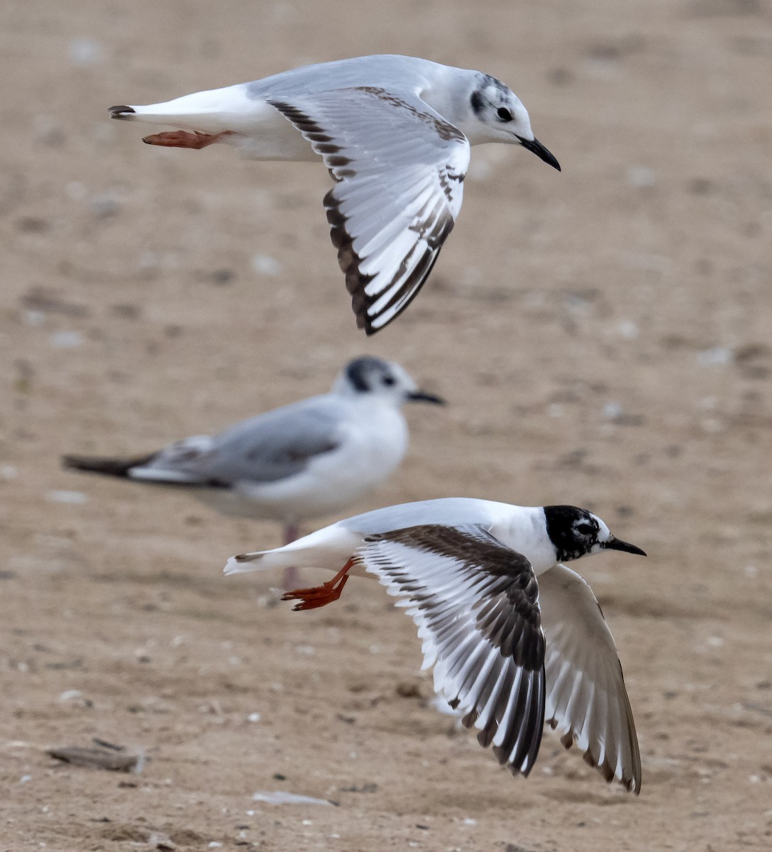 ML620075379 - Little Gull - Macaulay Library
