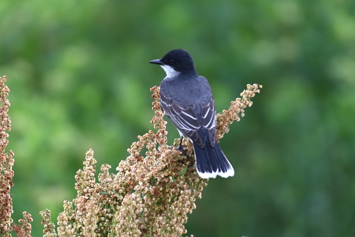 eBird Checklist - 5 Jun 2024 - Charles E. Price Memorial Park - 20 species
