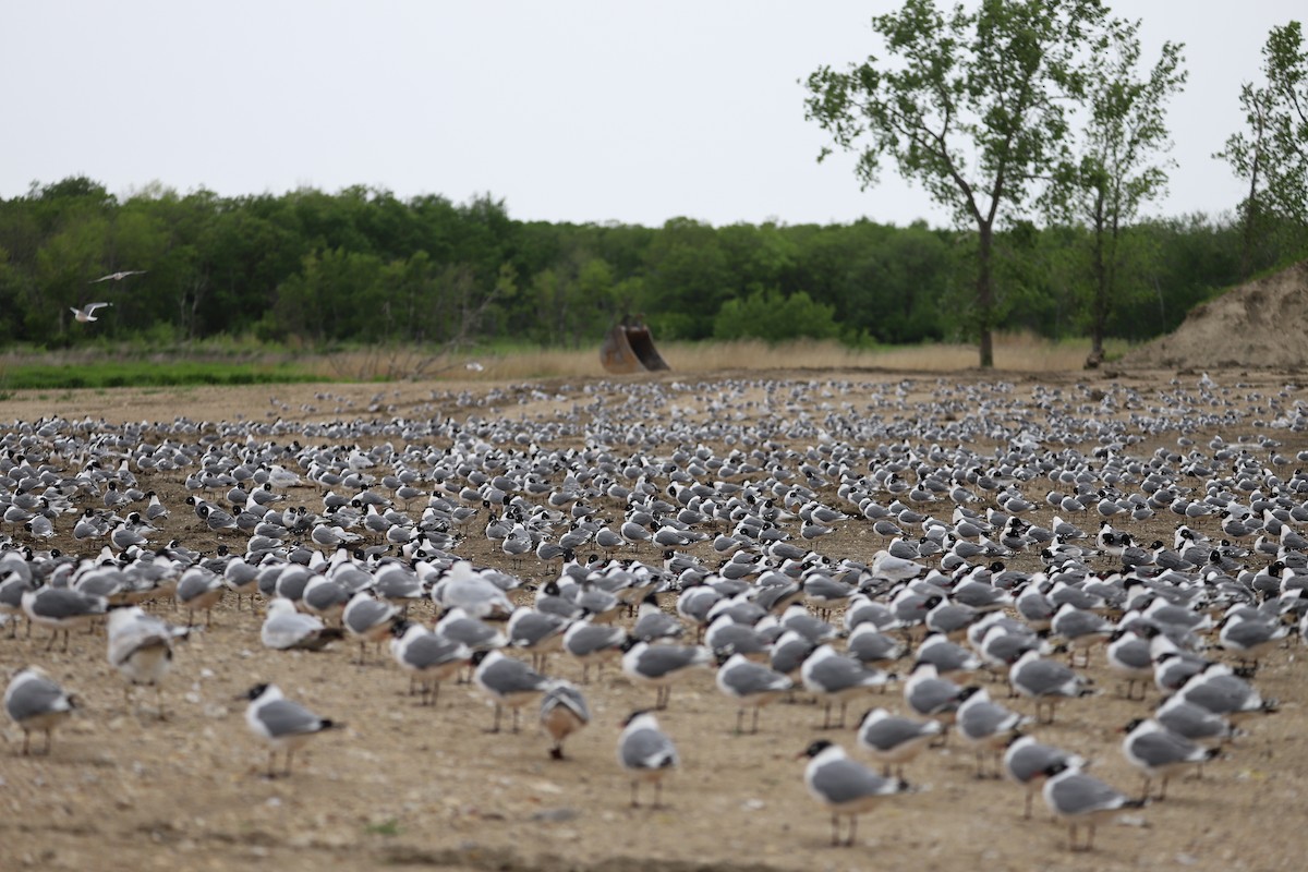 eBird Checklist - 5 Jun 2024 - Portage la Prairie Landfill - 13 species