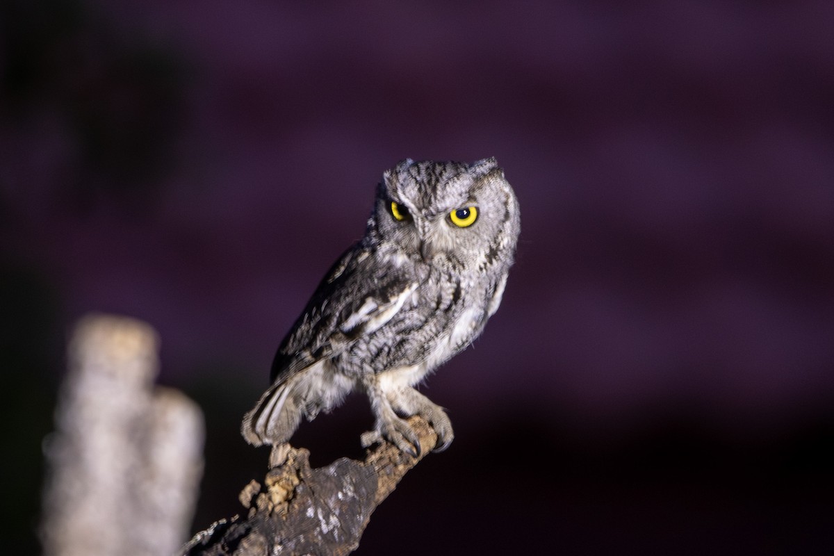 eBird Checklist - 31 May 2024 - Battiste's Bird Garden - 3 species