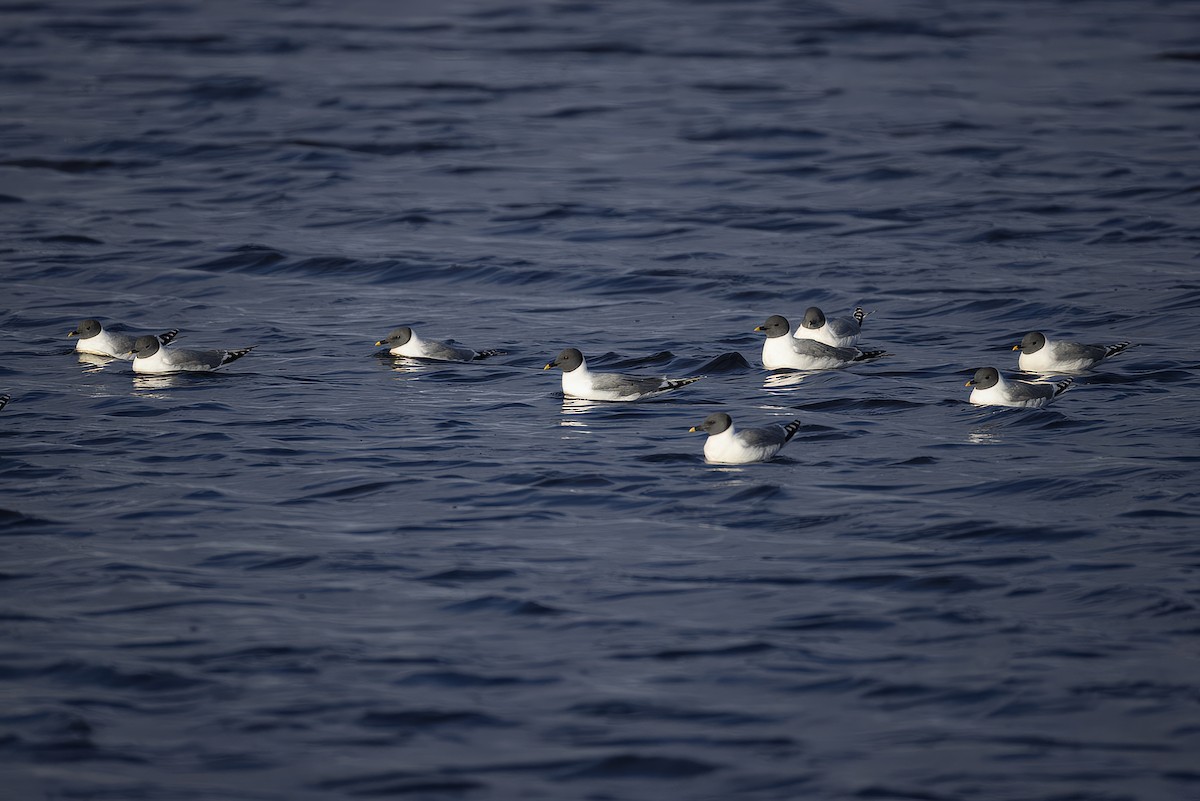 eBird Checklist - 5 Jun 2024 - Bruderheim Natural Areas - 57 species ...