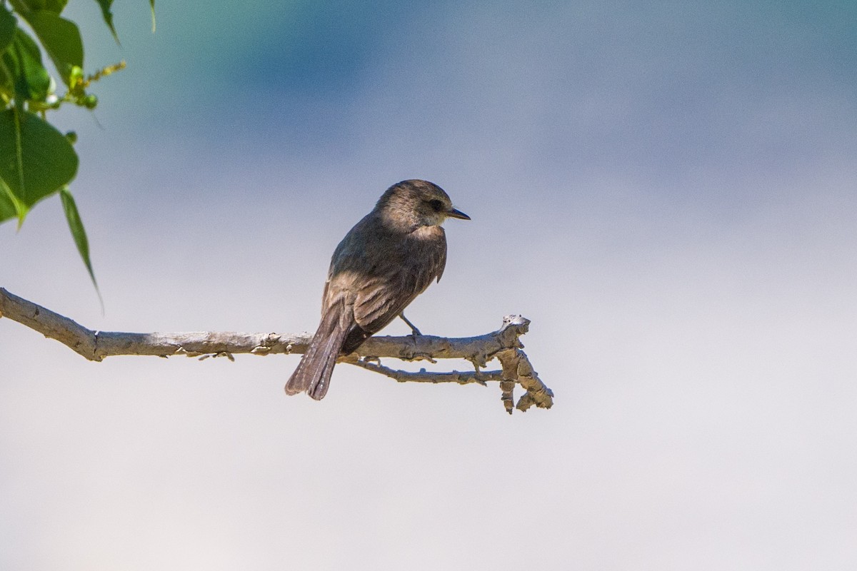 eBird Checklist - 6 Jun 2024 - Lake Travis--Bob Wentz Windy Point Pk ...