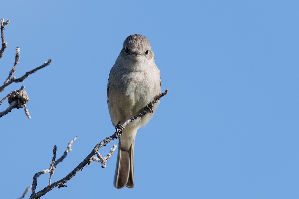 eBird Checklist - 30 May 2024 - Colorado NM--Upper Liberty Cap ...