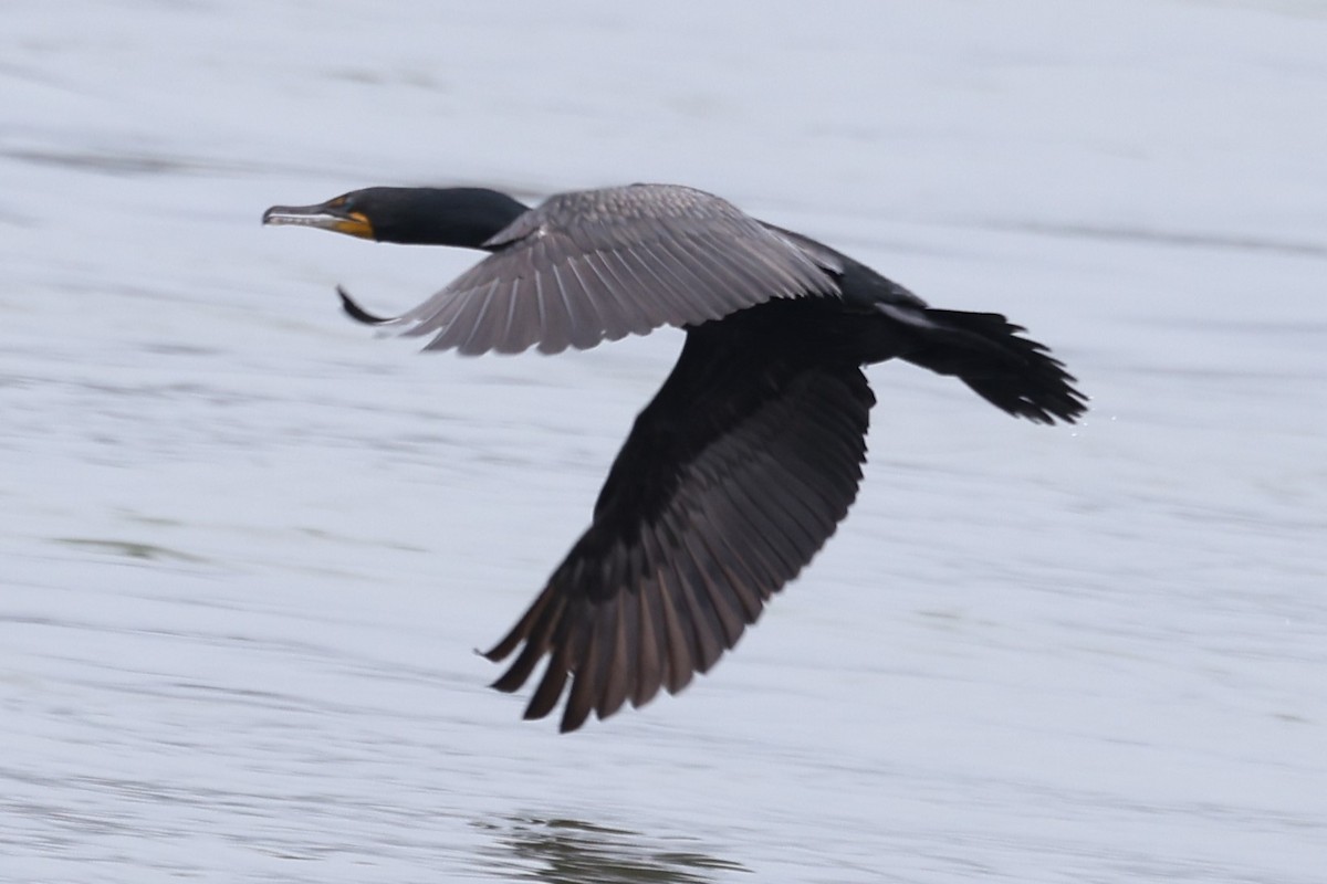 eBird Checklist - 6 Jun 2024 - Wheeler Dam--South Landing (NABT 2) - 46 ...