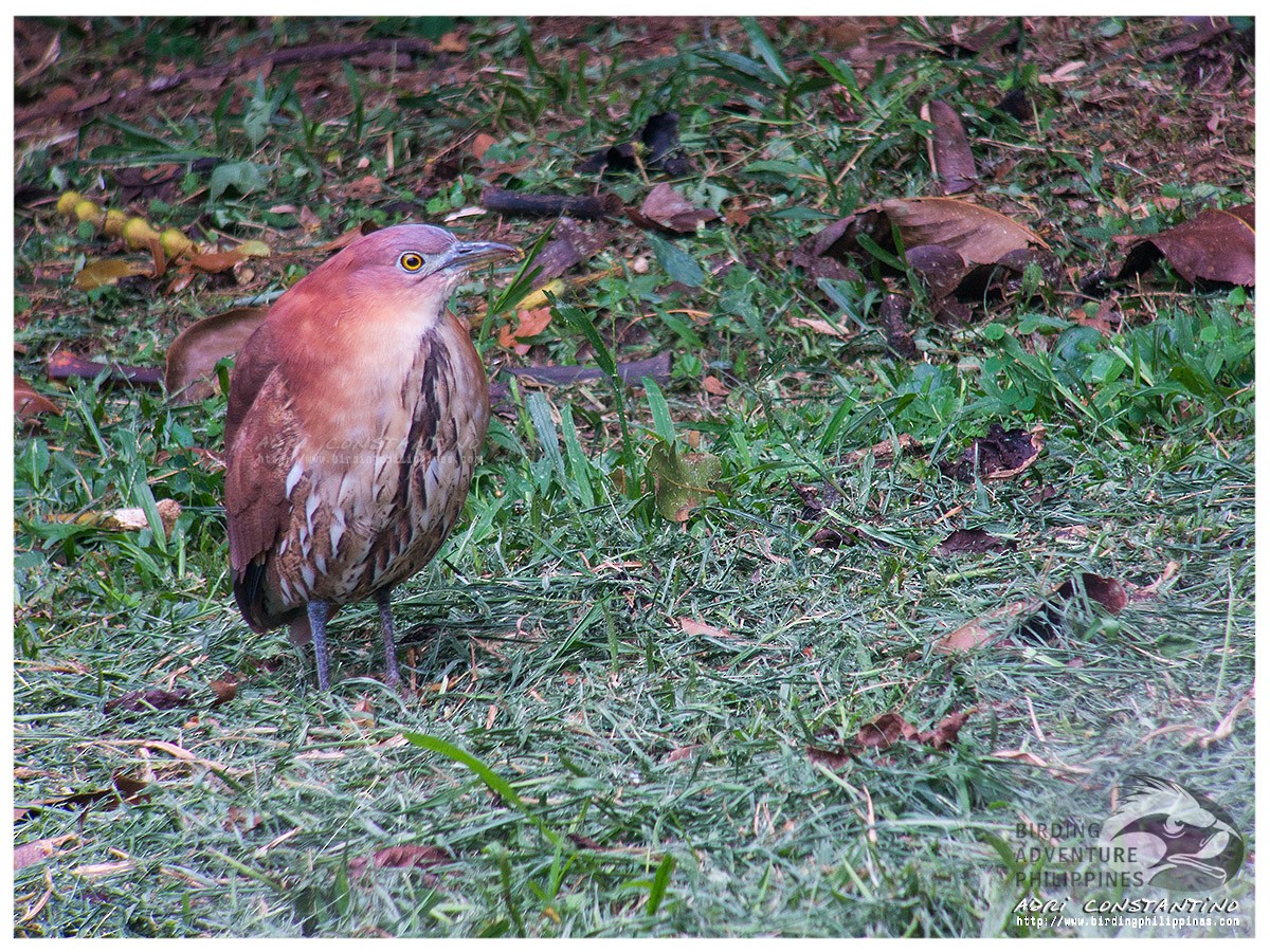 Japanese Night Heron - Gorsachius goisagi - Media Search - Macaulay ...