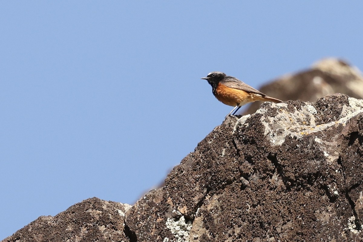 eBird Checklist - 4 Jun 2024 - 吉木乃草原石城 (Grassland Stone Town, Jeminay ...