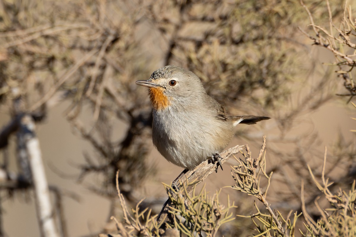 eBird Checklist - 10 May 2024 - Ikara-Flinders Ranges National Park ...