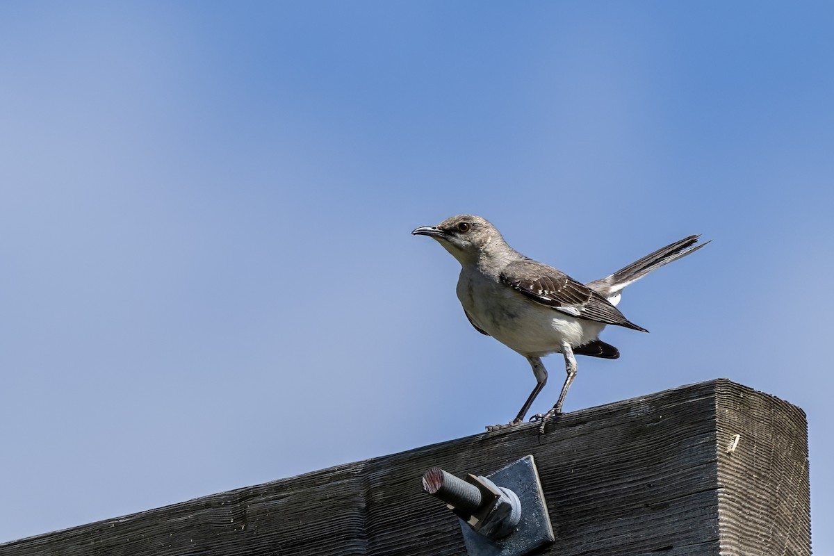 ML620135817 - Northern Mockingbird - Macaulay Library